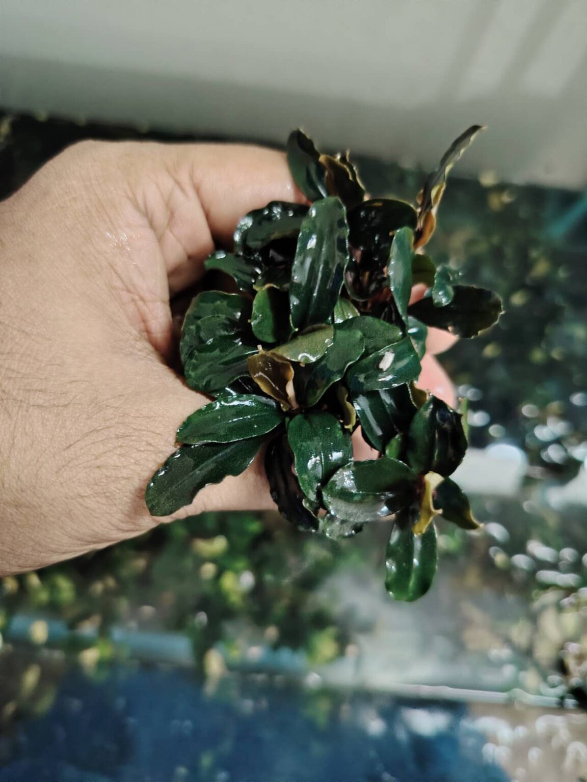 Bucephalandra Sp Ghost | Aquariaan Smart Shop