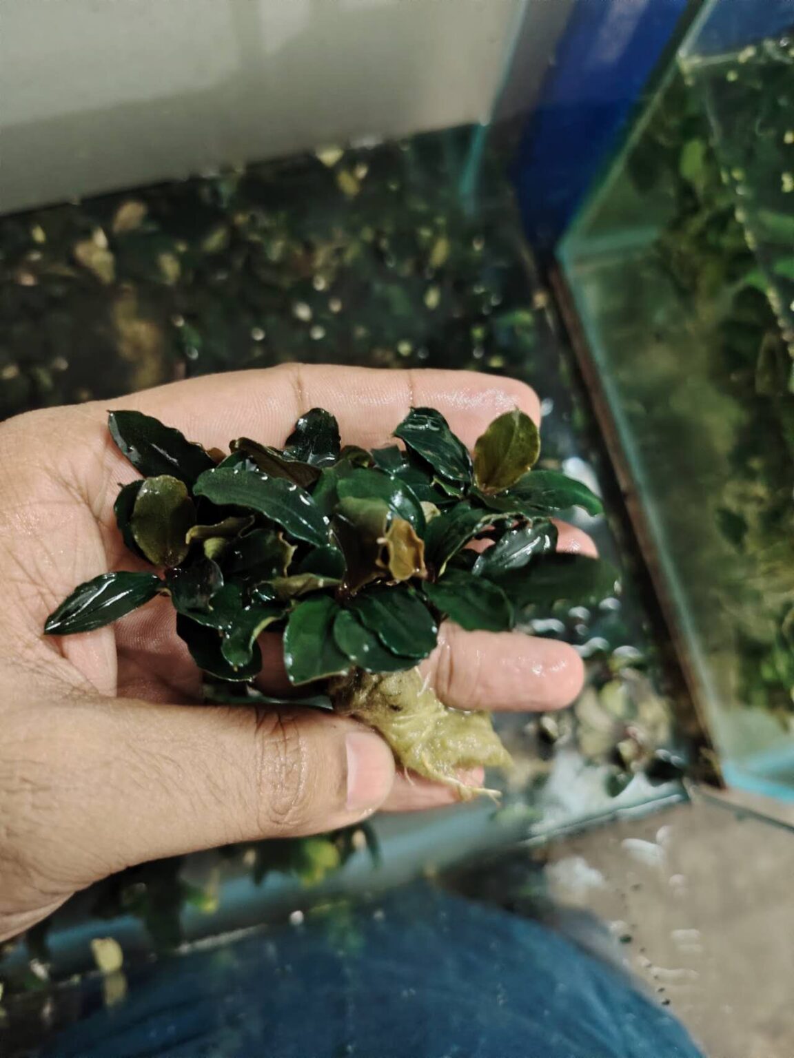 Bucephalandra Sp Ghost | Aquariaan Smart Shop